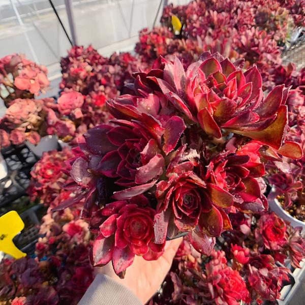 ◆写真は12cm のポットを使用しております。◆発根管理中の子もいますので、気になる方は、入札をお控えください。 ◆発送は抜き苗での発送です。(鉢と土はつきません。) 多肉植物は土の無い状態でも2-4週間生きていけますので、到着後、すぐ植え...