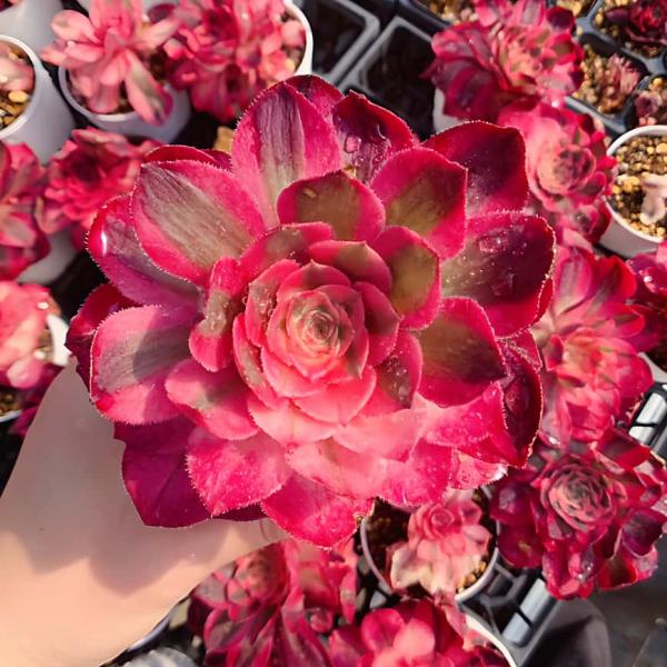 ◆写真は9cm のポットを使用しております。◆発根管理中の子もいますので、気になる方は、入札をお控えください。 ◆発送は抜き苗での発送です。(鉢と土はつきません。) 多肉植物は土の無い状態でも2-4週間生きていけますので、到着後、すぐ植え付...