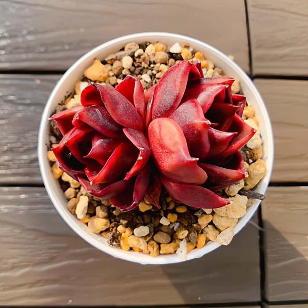 ◆写真は9cm のポットを使用しております。◆発根管理中の子もいますので、気になる方は、入札をお控えください。 ◆発送は抜き苗での発送です。(鉢と土はつきません。) 多肉植物は土の無い状態でも2-4週間生きていけますので、到着後、すぐ植え付...