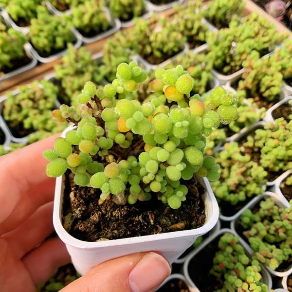 写真は5cm のポットを使用しております。鉢ごと発送、根あり
