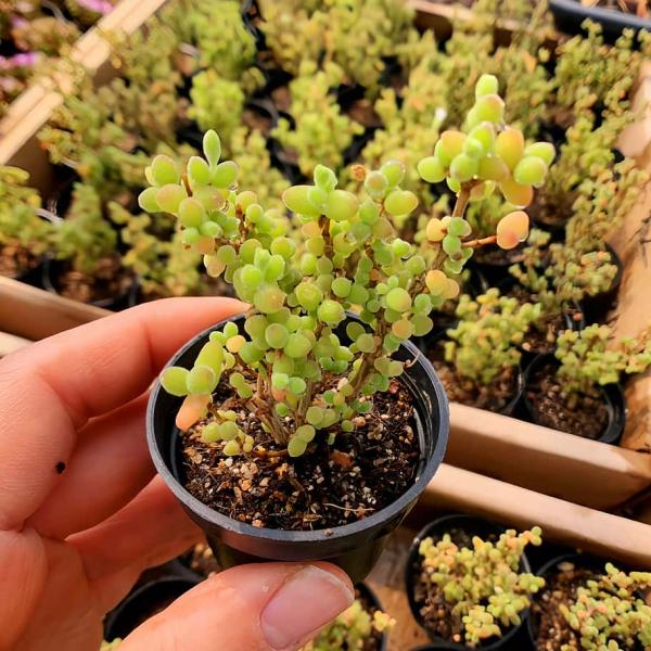 写真は5cm のポットを使用しております。鉢ごと発送、根あり