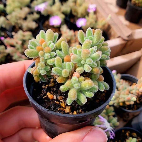 写真は5cm のポットを使用しております。鉢ごと発送、根あり