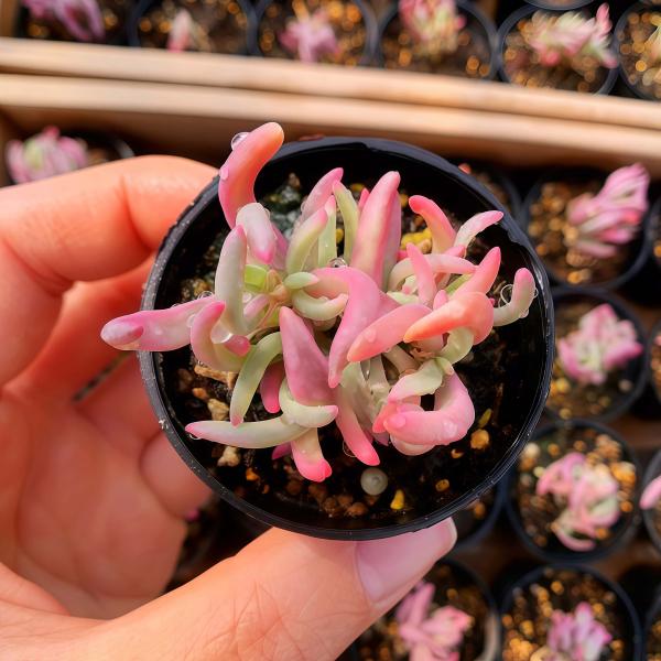 写真は5cm のポットを使用しております。鉢ごと発送、根あり