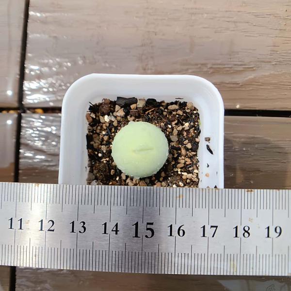 写真は5cm のポットを使用しております。鉢ごと発送、根あり脱皮前の時期は外葉に傷が見られる場合がございますが、これは自然な現象です。脱皮をすると綺麗になりますので、脱皮が終わるまでそのまま見守ってあげてください。