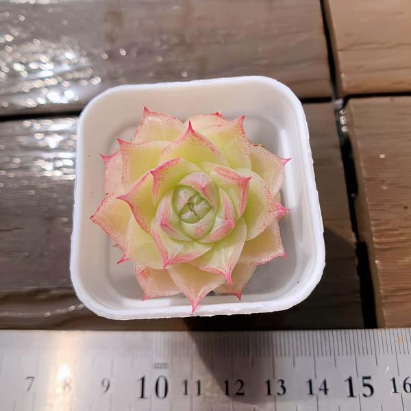◆写真は4cm のポットを使用しております。実生苗◆【多肉バイキング】カテゴリー中の商品を4つ同時にご注文頂きますと、更にもう１苗プレゼントさせて頂きます。　　8個同時にご注文頂きますと2苗プレゼント◆（プレゼント苗の品種は【多肉バイキング...