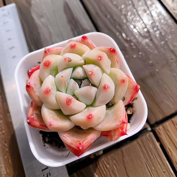 ◆写真は5cm のポットを使用しております。実生苗◆【多肉バイキング】カテゴリー中の商品を4つ同時にご注文頂きますと、更にもう１苗プレゼントさせて頂きます。　　8個同時にご注文頂きますと2苗プレゼント◆（プレゼント苗の品種は【多肉バイキング...