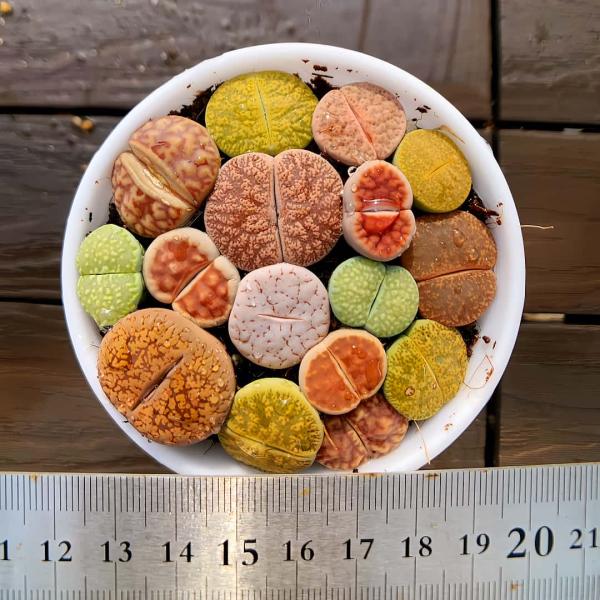 写真は7cm のポットを使用しております。15-17頭セット　鉢ごと発送、根ありまた、商品タイトルの頭数は目安になります。個体が大きい場合、商品タイトルの個数より若干少ない頭数になることがございます。脱皮前の時期は外葉に傷が見られる場合がご...