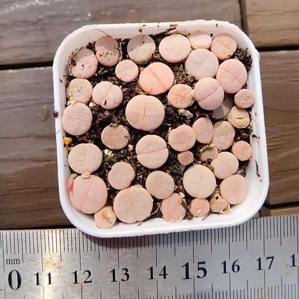 写真は5cm のポットを使用しております。1ポット30-36頭セット個セット鉢ごと発送、根あり