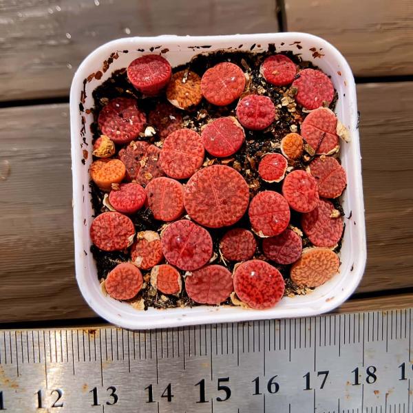 写真は5cm のポットを使用しております。1ポット22-28頭セット個セット鉢ごと発送、根ありメセン系の商品の場合、他の品種が多少混ざることがございます。また、商品タイトルの頭数は目安になります。個体が大きい場合、商品タイトルの個数より若干...