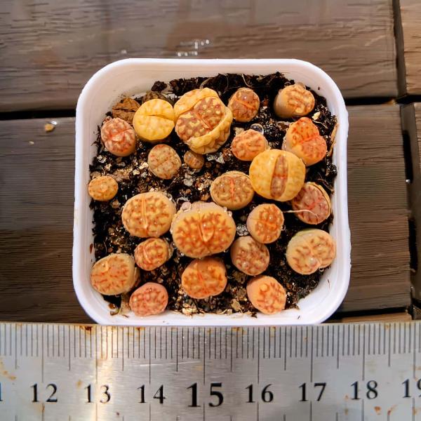 写真は5cm のポットを使用しております。1ポット24-28頭セット個セット鉢ごと発送、根ありメセン系の商品の場合、他の品種が多少混ざることがございます。また、商品タイトルの頭数は目安になります。個体が大きい場合、商品タイトルの個数より若干...