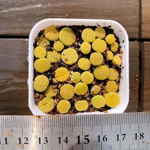 写真は5cm のポットを使用しております。1ポット30-38頭セット個セット鉢ごと発送、根ありメセン系の商品の場合、他の品種が多少混ざることがございます。また、商品タイトルの頭数は目安になります。個体が大きい場合、商品タイトルの個数より若干...