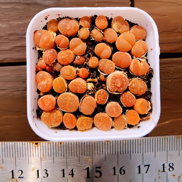 写真は5cm のポットを使用しております。1ポット30-36頭セット個セット鉢ごと発送、根ありメセン系の商品の場合、他の品種が多少混ざることがございます。また、商品タイトルの頭数は目安になります。個体が大きい場合、商品タイトルの個数より若干...