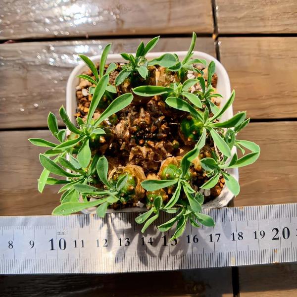 写真は7cm のポットを使用しております。発送の際、鉢と土は付きません