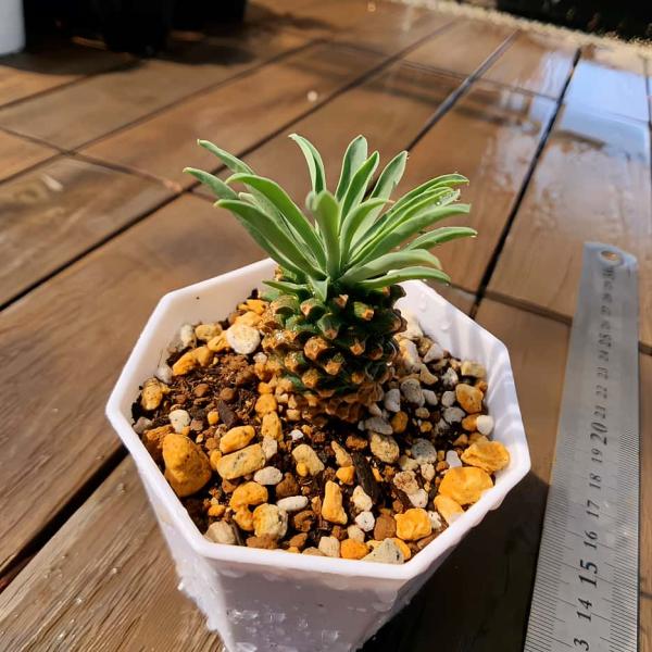 写真は5cm のポットを使用しております。発送の際、鉢と土は付きません