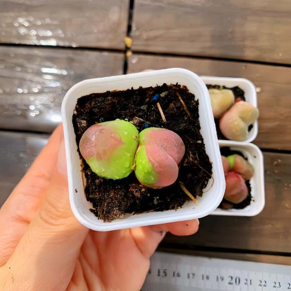 写真は4cm のポットを使用しております。鉢ごと発送、根あり脱皮前の時期は外葉に傷が見られる場合がございますが、これは自然な現象です。脱皮をすると綺麗になりますので、脱皮が終わるまでそのまま見守ってあげてください。発送トラブル防止ため、水分...