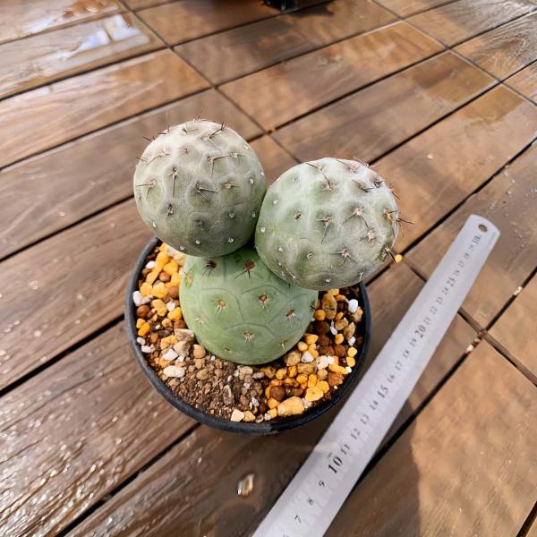写真は7cm のポットを使用しております。発送の際、鉢と土は付きません