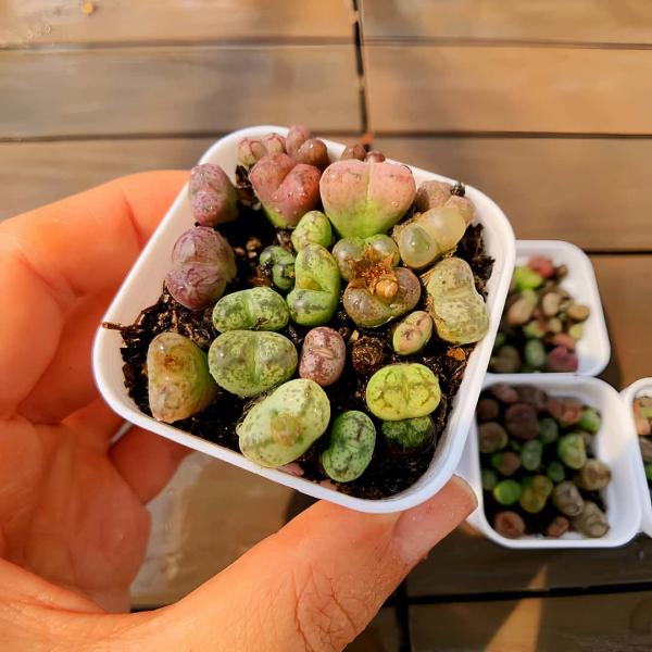 写真は5cm のポットを使用しております。当店オリジナル　20-25頭マウガニー交配品種mix　約20種類以上　一鉢5-6種類程度一鉢の値段になります鉢ごと発送、根ありオリジナル品種は無断繁殖防止のため、片方の親株しか載せられません。ご了承...