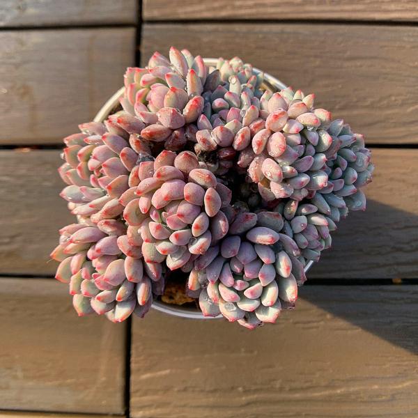 ◆写真は9cm のポットを使用しております。　◆発根管理中の子もいますので、気になる方は、入札をお控えください。◆発送は抜き苗での発送です。(鉢と土はつきません。) 多肉植物は土の無い状態でも2-4週間生きていけますので、到着後、すぐ植え付...