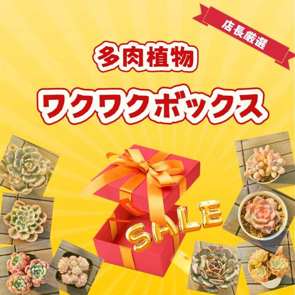 ◆日々様々な品種をランダムにお入れしております。（エケベリア属、コノフィツム属、アエオニウム属）品種指定出来ません。複数ご購入いただいた場合は、できる限り違う品種を発送させていただきます。◆店長厳選。今月おすすめ商品を発送させていただきます...
