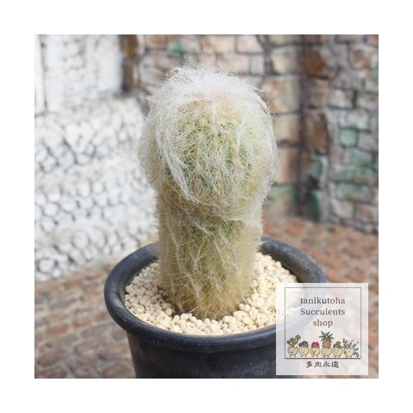 ■老楽【　商品詳細　】■サイズ 5.5cmポット■お届け　ポット苗でのお届けです■植物の名前付箋にてお渡ししております■植物に関して画像は見本となります。植物ですので四季折々の変化を魅せます。注意事項を必ずご一読ください。【　配送方法　】宅...