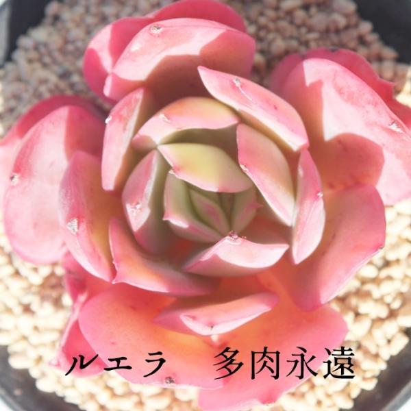 ■ルエラ【　商品詳細　】■サイズ 5.5cmポット■お届け　ポット苗でのお届けです■植物の名前付箋にてお渡ししております■植物に関して画像は見本となります。植物ですので四季折々の変化を魅せます。注意事項を必ずご一読ください。【　配送方法　】...