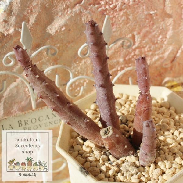 ■ペンデュラ【　商品詳細　】■サイズ 6cmポット■お届け　ポットまたは抜き苗でのお届けです■植物の名前付箋にてお渡ししております■植物に関して画像は見本となります。植物ですので四季折々の変化を魅せます。注意事項を必ずご一読ください。【　配...