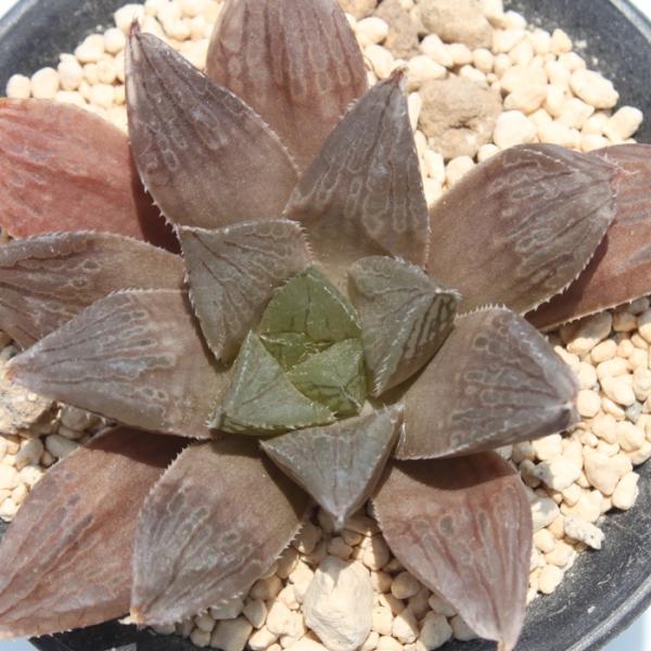 【　おすすめポイント♪　】アトロフスカ交配 赤肌タイプ　は赤く彩る美しい品種です育てやすく、初心者から愛好者まで幅広く楽しめる一品です。【　商品詳細　】■サイズ 5.5cmポット■お届け　ポット苗でのお届けです■植物の名前付箋にてお渡しして...