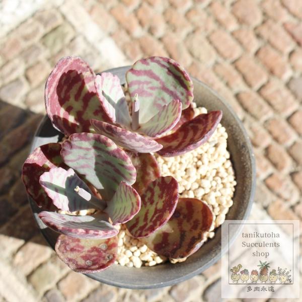 ■フィゲリオイデス【　商品詳細　】■サイズ 5.5cmポット■お届け　ポット苗でのお届けです■植物の名前付箋にてお渡ししております■植物に関して画像は見本となります。植物ですので四季折々の変化を魅せます。紅葉は人間が進められるものではありま...