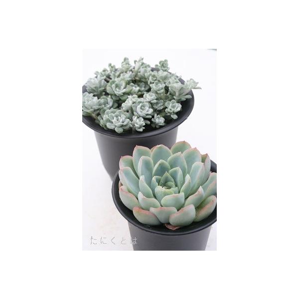 ≪送料無料対象外商品≫■プラスチック鉢A-001●多肉植物やサボテンに●コレクションアイテムとして●プレゼント用に●植え替えに【　商品詳細　】■サイズ　外径　：　7.8ｃｍ 高さ　 :　7.8ｃｍ ■カラー黒【　配送方法　】宅配便【　おすす...