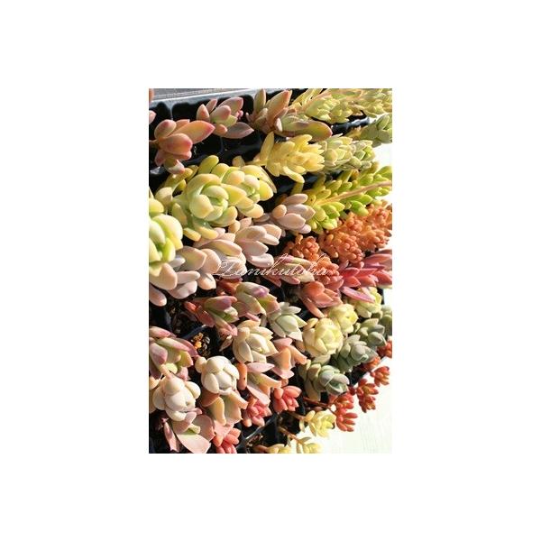≪送料無料対象外商品≫■Ｓサイズ30種類苗セット●寄せ植えに大活躍！●ウエルカムリースやクリスマスリースに●種類豊富に集めたい！●リメ缶やアレンジメント用に●寄せ植え教室やPTA行事でもお使いいただいています【　商品詳細　】■サイズ1.5c...