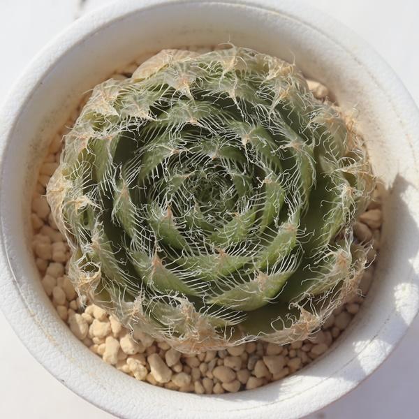 ■写真の多肉植物をお届け【　商品詳細　】■多肉植物：名前を記載してお届けいたします■鉢サイズ　7.5ｃｍポット■鉢穴　　：あり【　配送方法　】宅配便【　おすすめポイント♪　】現物の多肉植物をお届けいたします【　送料目安　】60サイズ6点7....