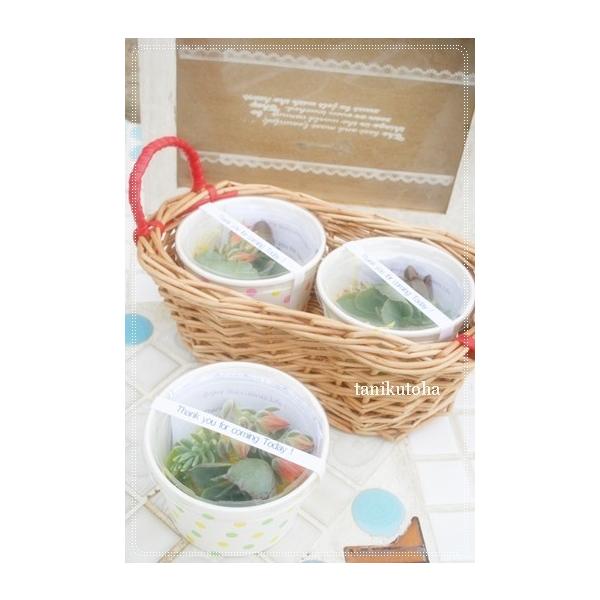 ■プチギフトM【30カップ】　（写真は3種入り）【　商品詳細　】■カップサイズ/色（赤・緑）　外径　：　Φ7cm X 高さ5cm 蓋つき（空気穴あり）カップのデザインや色は予告なく変更する場合もございます■多肉植物多肉植物カット苗 1点 X...