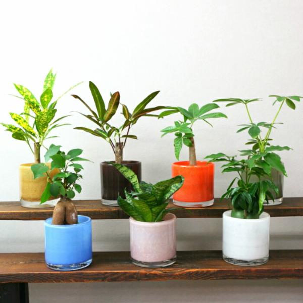 ビンテージ感のある、ハンドメイドの器です。植物はハイドロポットMサイズを使用しています。水管理に必要な水位計付きです。 イオン交換樹脂栄養剤を入れて植え込んでいますので、約3か月間、緩やかに肥料成分を植物に与えるとともに根腐れ防止の効果があ...