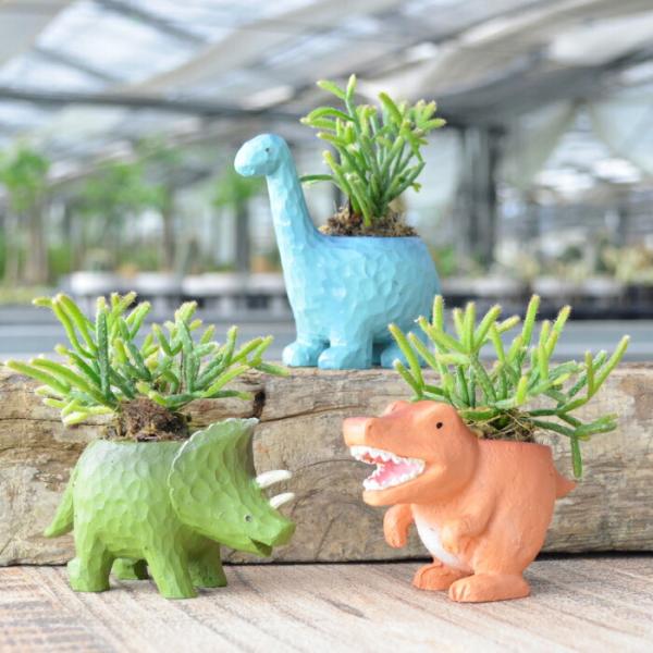 サイズ   器：ティラノサウルス W115×45×H65mm器：トリケラトプス W100×95×H65mm器：ブラキオサウルス W55×50×H40mm材　質：器）ポリレジン樹脂植込み材：水苔ハイドロカルチャー リプサリス 恐竜鉢 植物セッ...