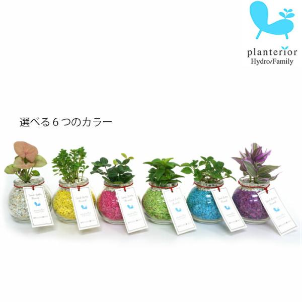 サイズ   器　W7×H7cm（植物含めたH約15cm前後） 材　質：器）ガラス植込み材：カラーサンド    カラーサンドで植えこんだ、レトロ感のある小さなボトルグリーン。お気に入りの色を選んだり、お部屋の雰囲気に合わせてカラフルに並べても...