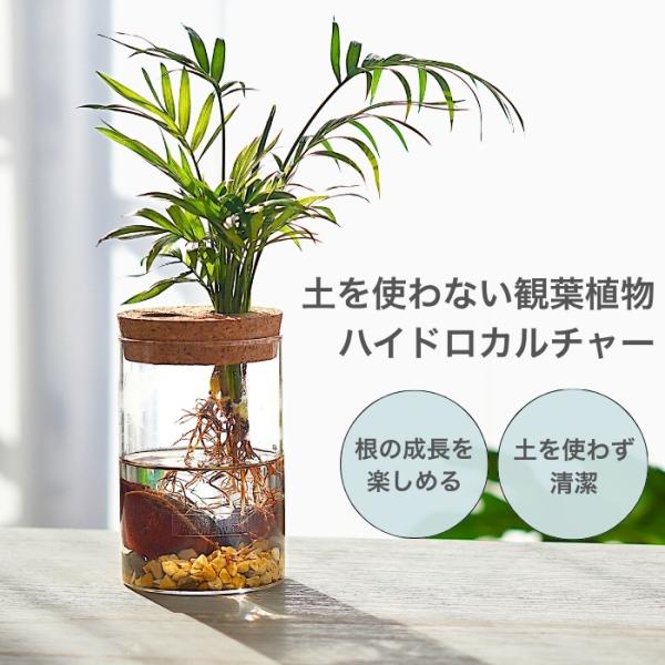 土を使わずに育てられる、清潔でスタイリッシュなハイドロカルチャー（水耕栽培）の観葉植物です。鉢底に水質改善剤シリットが入っており、銀の力で水を清潔に保ちカビや雑菌の発生を抑える効果があります。手入れも簡単で忙しい方でも手軽にインテリアグリー...