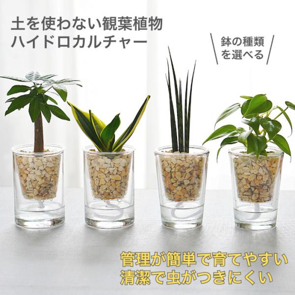 サイズ：器　W5×H10cm（植物含めたH約15cm前後） 材　質：器）ガラス   器は2重構造になっており、インナーポットを持ち上げて、外容器のガラス鉢へ水を溜める構造になっています。　目視で水の量を確認出来る為、水の管理が簡単で育て易い...