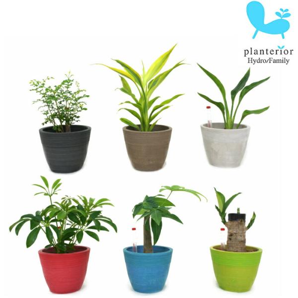 ストーンパウダーとウッドパウダーを樹脂にブレンドした特殊な素材で作られています。ビンテージ風で肉厚な質感がありながらも、軽くて割れにくい樹脂の機能性が両立したポットです。水位計が付属していますので、どなたでも簡単に水管理ができます。    ...