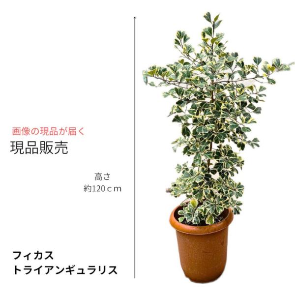 ※画像の現品をお届け致します。商品詳細品種名：フィカス・トライアンギュラリス　植込材：培養土鉢：プラスチック鉢高さ　商品画像を参照ください。置き場所直射日光を避けた明るい室内に置いてください。温度5-10℃以上が必要です。植物のため、葉の一...