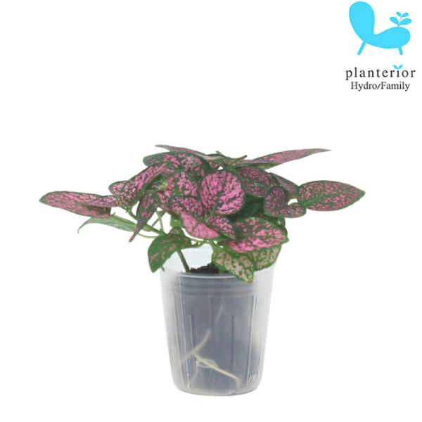 品種名：ヒポエステス英　名：Hypoestes phyllostachya容　器：ポリポット植込材：オアシス／他科・属：キツネノマゴ科　ヒポエステス属 サイズ： ポットのサイズW4cm×H4.4ｃｍ植物サイズについては画像を参照ください。画...