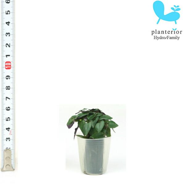 品種名：ブライダルベール英　名：Gibasis pellucidia容　器：ポリポット植込材：オアシス／他科・属：ツユクサ科　ギバシス属サイズポットのサイズ：W4cm×H4.4ｃｍハイドロカルチャー用の植物ですが、苔玉のアレンジ等にもご利用...