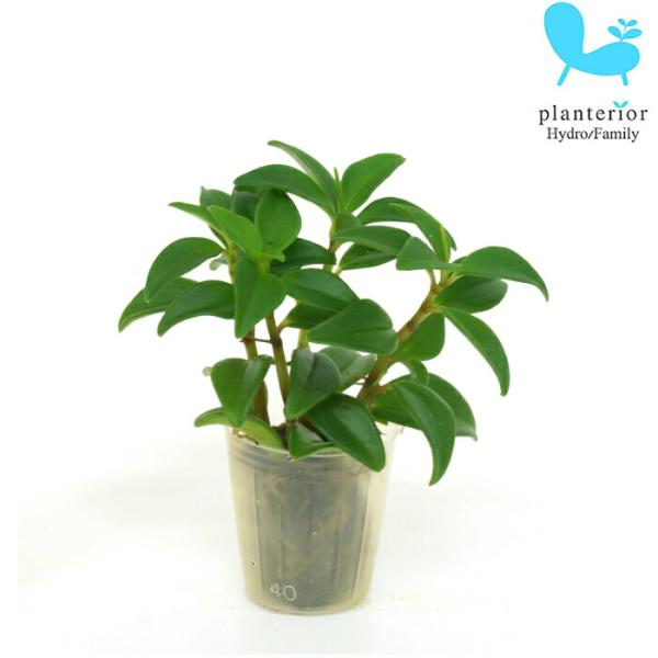 品種名：ペペロミア　オルバ英　名：Peperromia‘Orba’容　器：ポリポット植込材：オアシス／他科・属：コショウ科　ペペロミア属  サイズポットのサイズ：W4cm×H４.4ｃｍハイドロカルチャー用の植物ですが、苔玉のアレンジ等にもご...