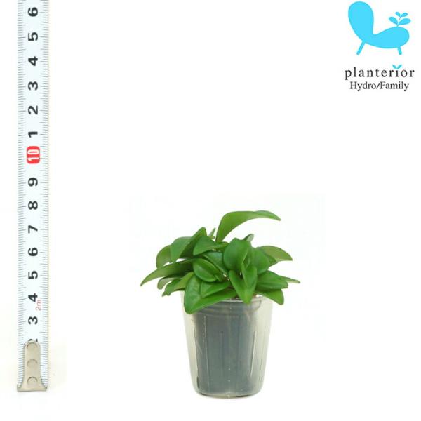 品種名：ペペロミア　デンドロフィラ英　名：Peperomia　dendrophila容　器：ポリポット植込材：オアシス／他科・属：コショウ科　ペペロミア属 サイズ：ポットのサイズW4cm×H4.4cm植物サイズについては画像を参照ください。...