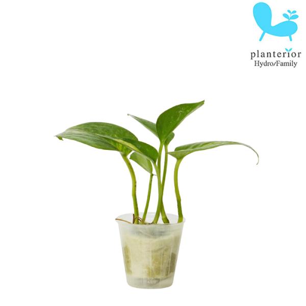 品種名：ポトス英　名：Epipremnum aureum 容　器：ポリポット植込材：オアシス／他科・属：サトイモ科　エピプレムヌム属 サイズ：ポットのサイズW4cm×H4.4cm植物サイズについては画像を参照ください。ハイドロカルチャー用の...