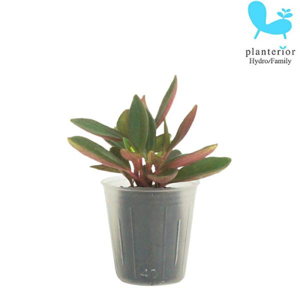 品種名：ペペロミア　シンコラーナ英　名：Peperomia　sincorana容　器：ポリポット植込材：オアシス／他科・属：コショウ科　ペペロミア属 サイズ：ポットのサイズW4cm×H4.4cm植物サイズについては画像を参照ください。ハイド...