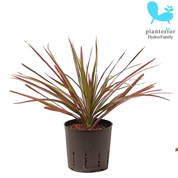 品種名：コンシンネ　レインボー英　名：Dracaena marginata ‘Rainbow’容　器：プラスチック植込材：レカトン科・属：サトイモ科　アグラオネマ属サイズ ：内容器（茶）サイズ：W13cm×H12ｃｍ植物サイズについては画像...