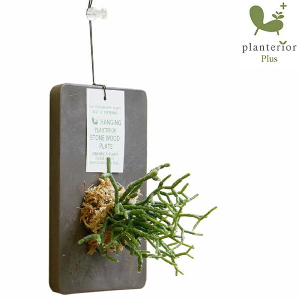 品種名：リプサリス　ケレウスクラ英　 名：Rhipsalis creusculaサイズ：14.8×10×0.8cm（プレート）置き場所：直射日光を避けた明るい室内に置いてください。温　度：5−10℃以上必要です。水やり培地が乾いてきたら、バ...