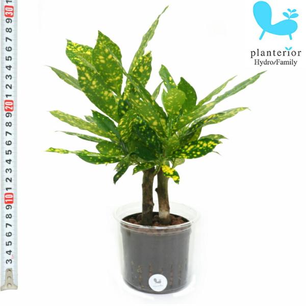 品種名：クロトン　アキュビフォーリア英　名：Codiaeum variegatum 'Acubifolium'容　器：プラスチック植込材：レカトン 科・属トウダイグサ科　コディアエウム属サイズ内容器（茶）サイズ：W8.5cm×H7ｃｍ植物サ...