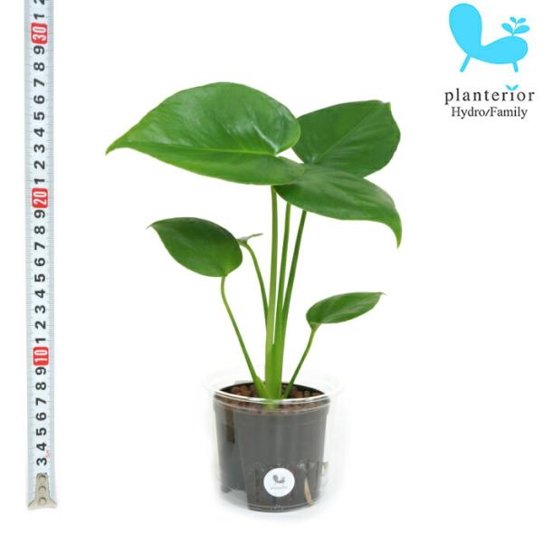 品種名：モンステラ英　名：Monstera容　器：プラスチック植込材：レカトン 科・属：サトイモ科　モンステラ属 サイズ:内容器（茶）サイズ：W8.5cm×H7ｃｍ植物サイズについては画像を参照ください。画像はおよその目安にて、実際のものと...