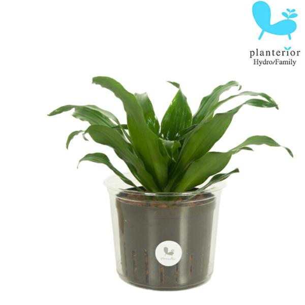 品種名：ドラセナ　コンパクタ英　名：Dracaena fragrans 'Compacta' 容　器：プラスチック植込材：レカトン  科・属：キジカクシ科　リュウケツジュ属サイズ:内容器（茶）サイズ：W8.5cm×H7ｃｍ植物サイズについて...